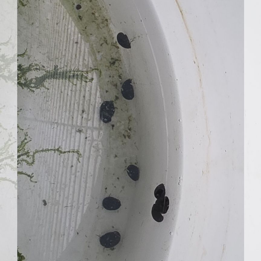 Теодоксус улитка