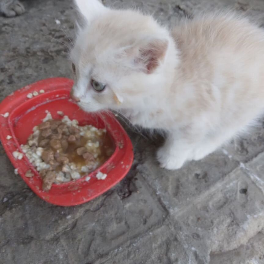 Рыжий котенок в добрые руки
