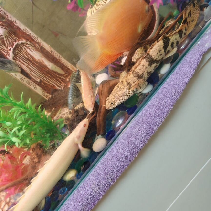 Полиптерусы