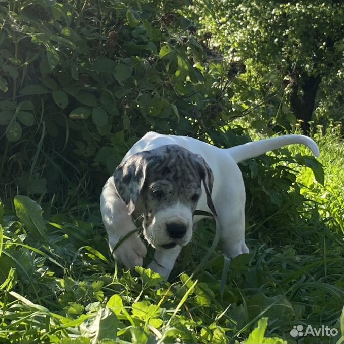 Немецкий дог щенок