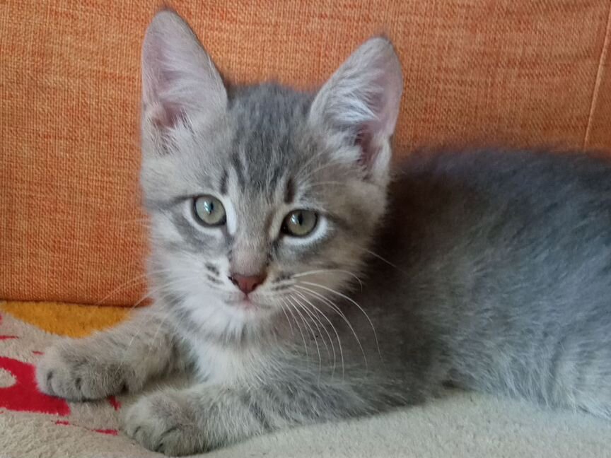 Котëнок 2 месяца, девочка
