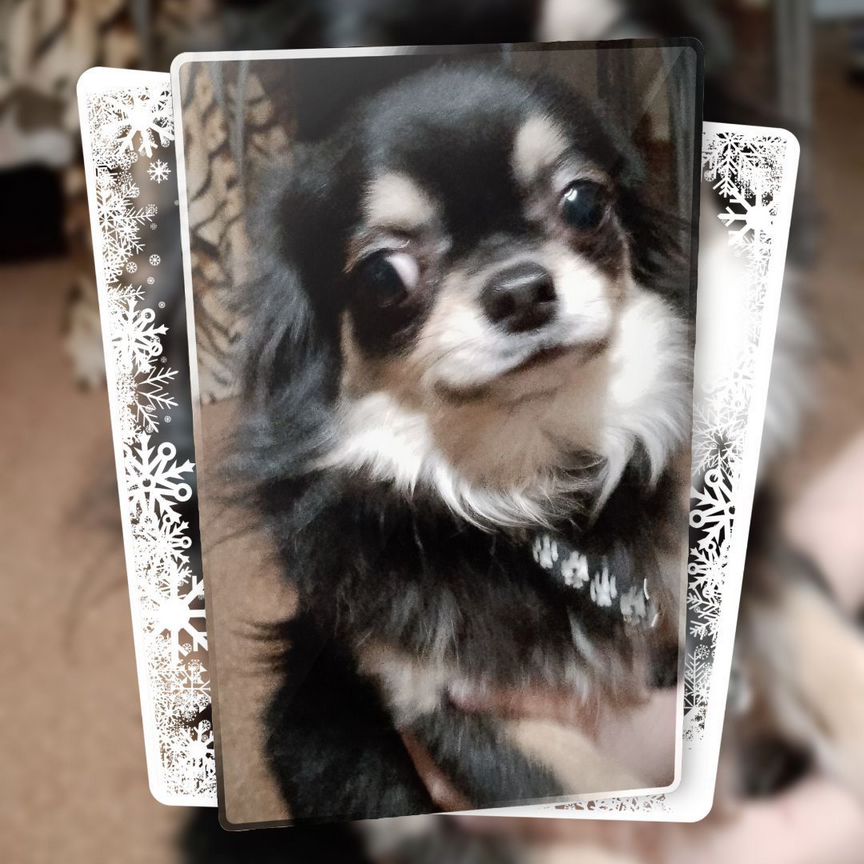 Чихуахуа мальчик