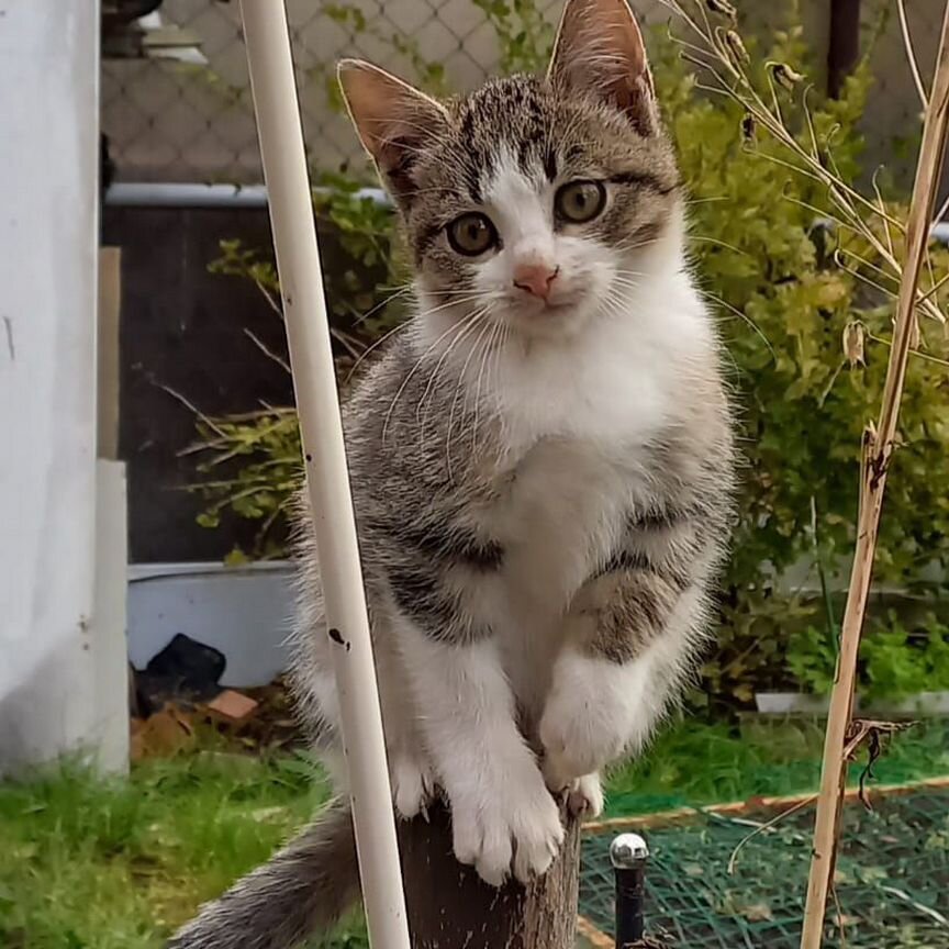 Котики в хорошие руки