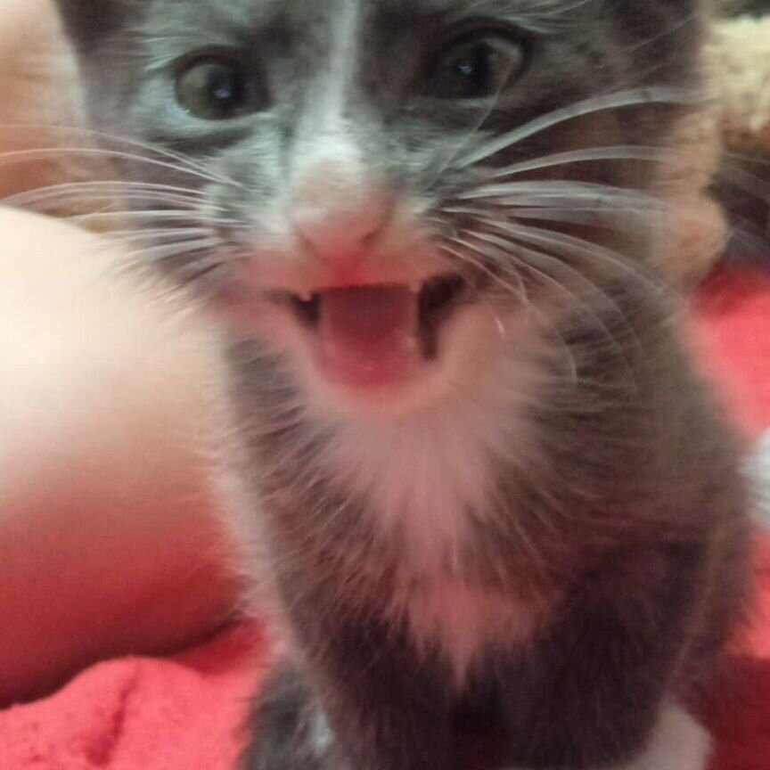 Озорной мальчуган