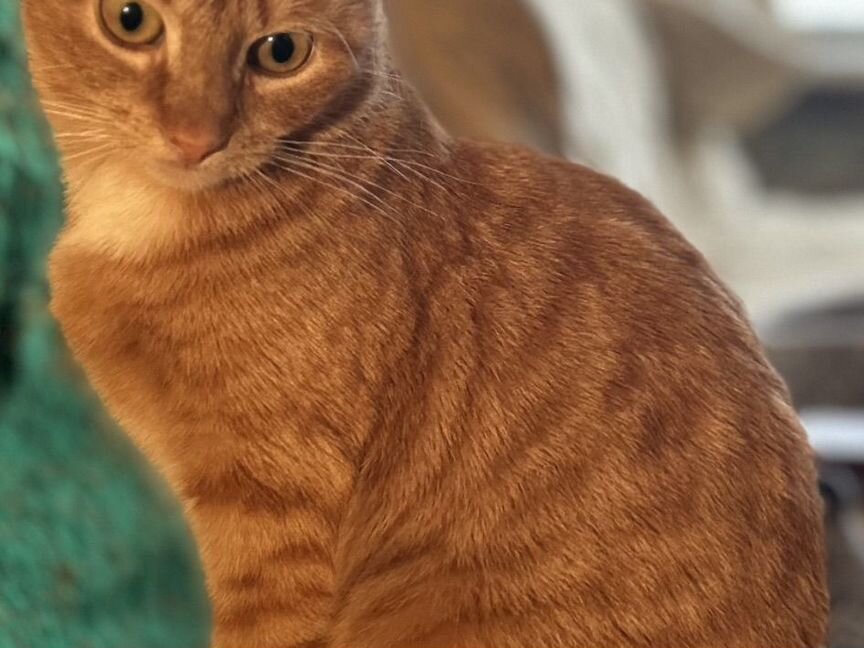 Рыжая кошка