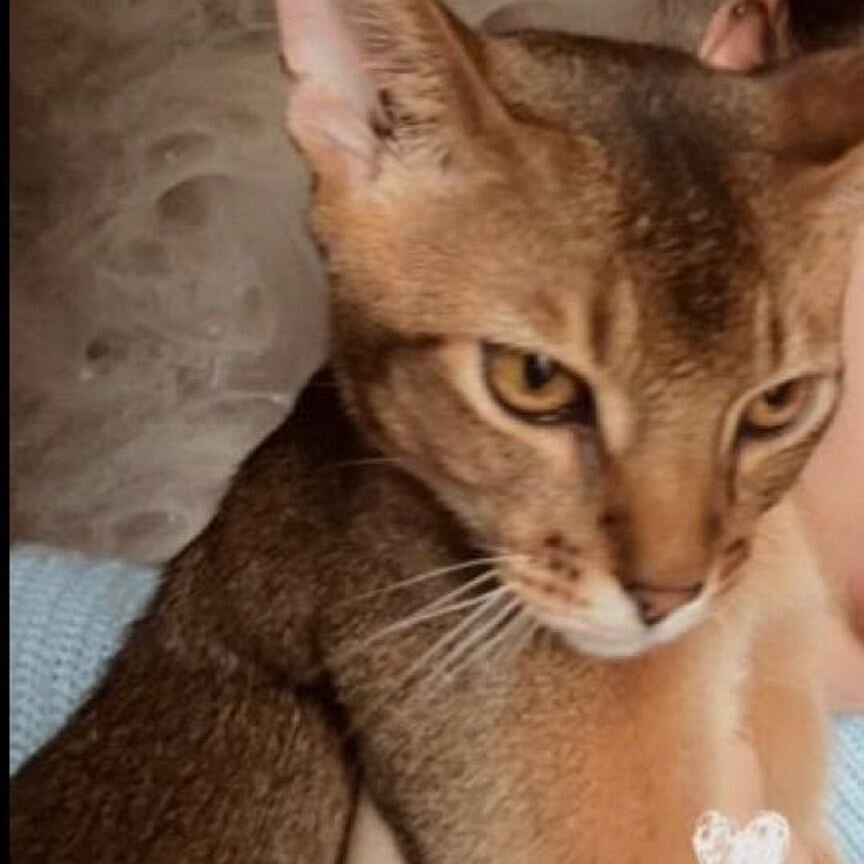 Абиссинец котенок