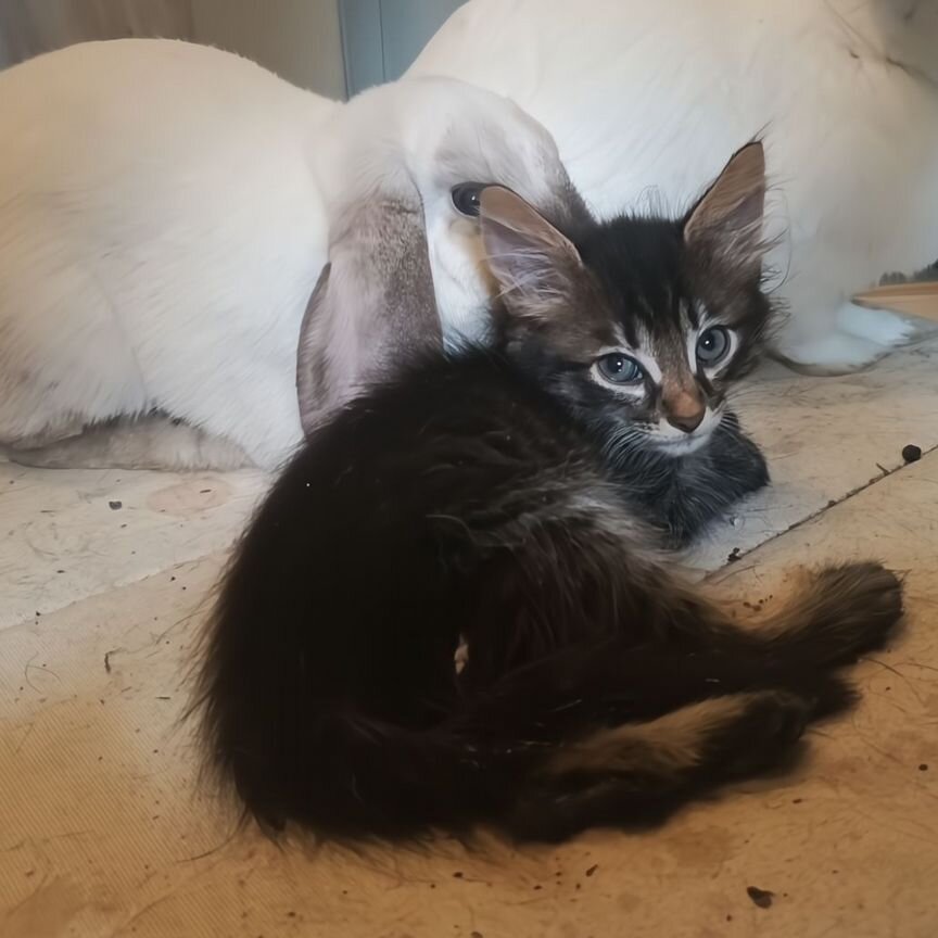 Котёнок в добрые руки