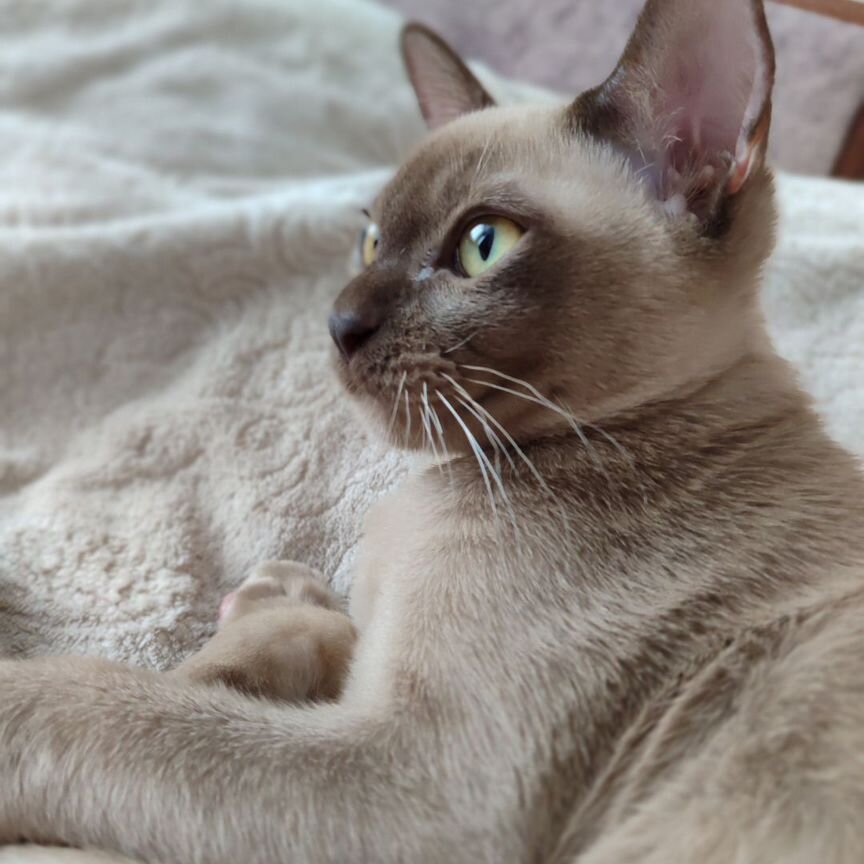 Бурманские котята шоколад