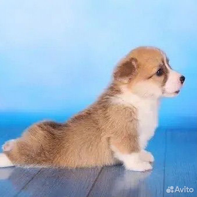 Детки вельш корги пемрок