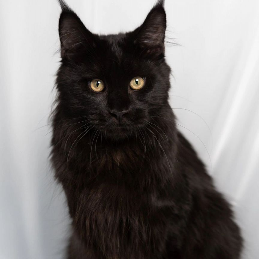 Мейн-кун полидакт вязка