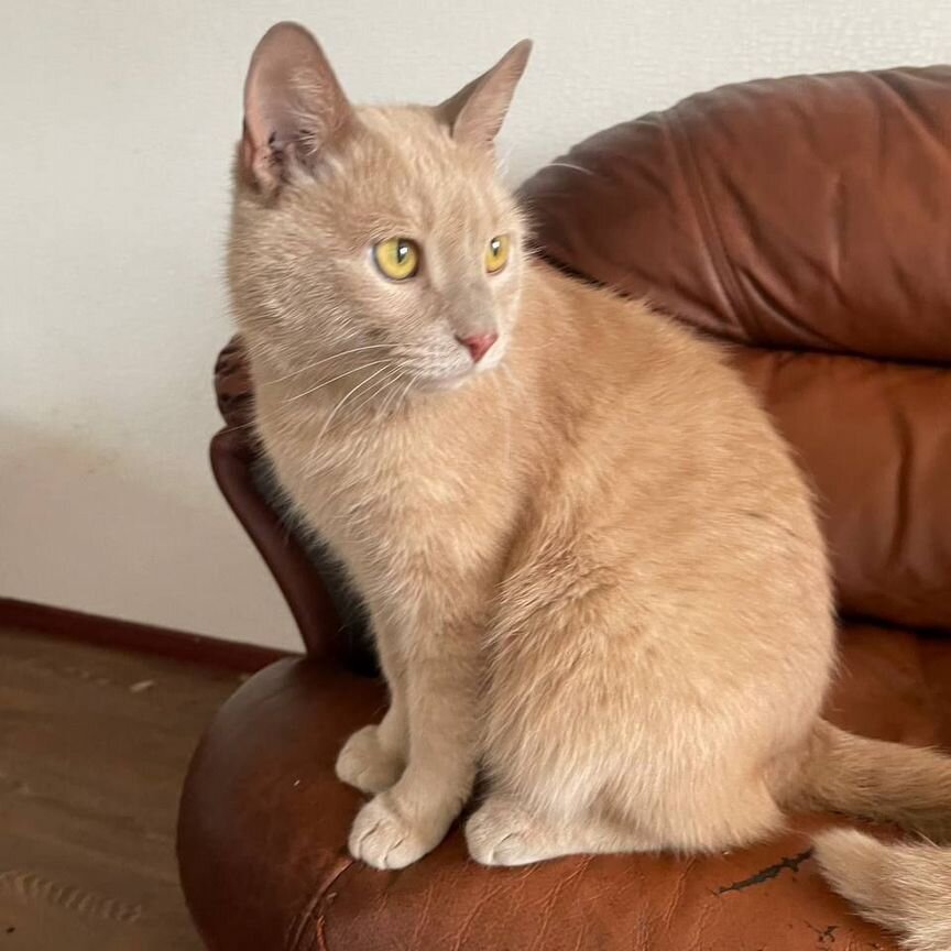 Кот в добрые руки или на передержку