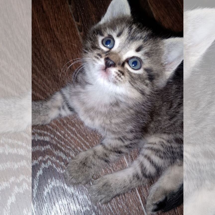 Котенок