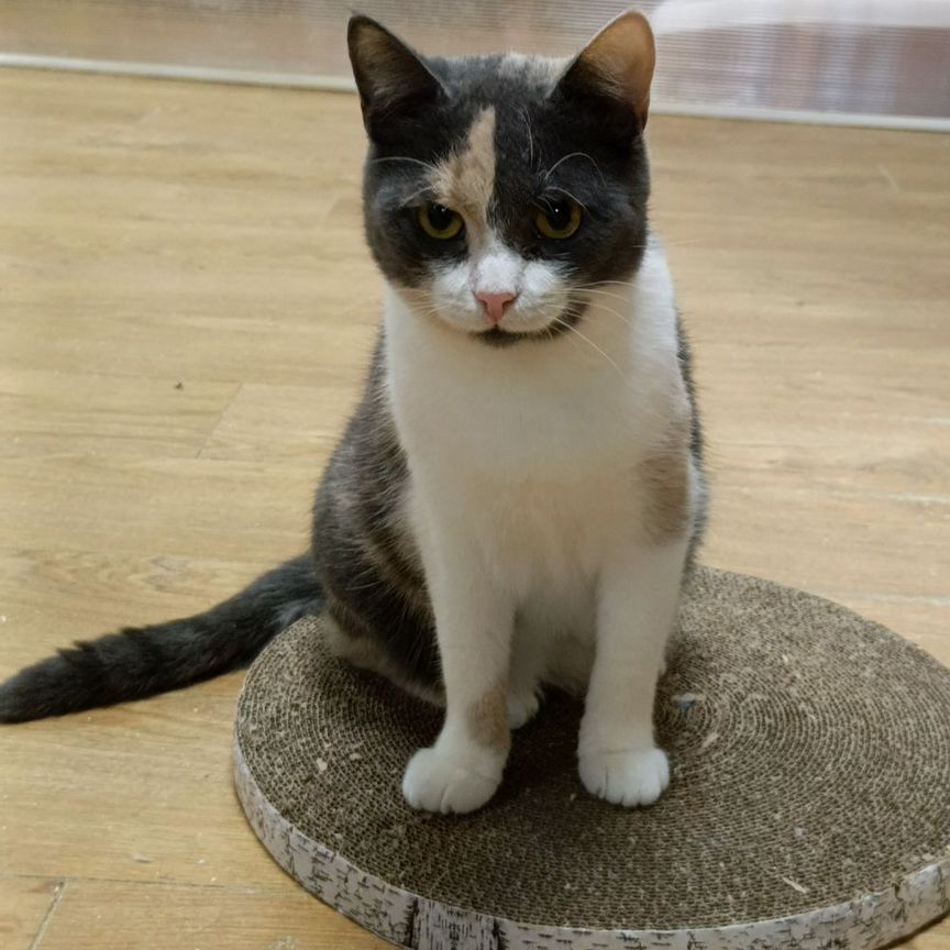 Кошка в добрые руки