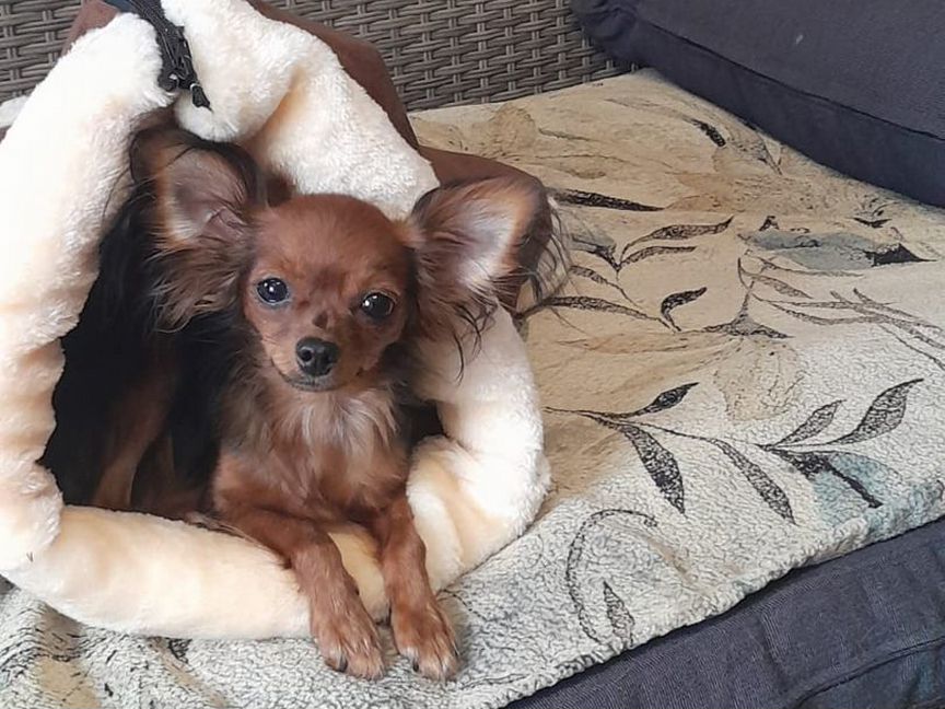 Той-терьер щенки