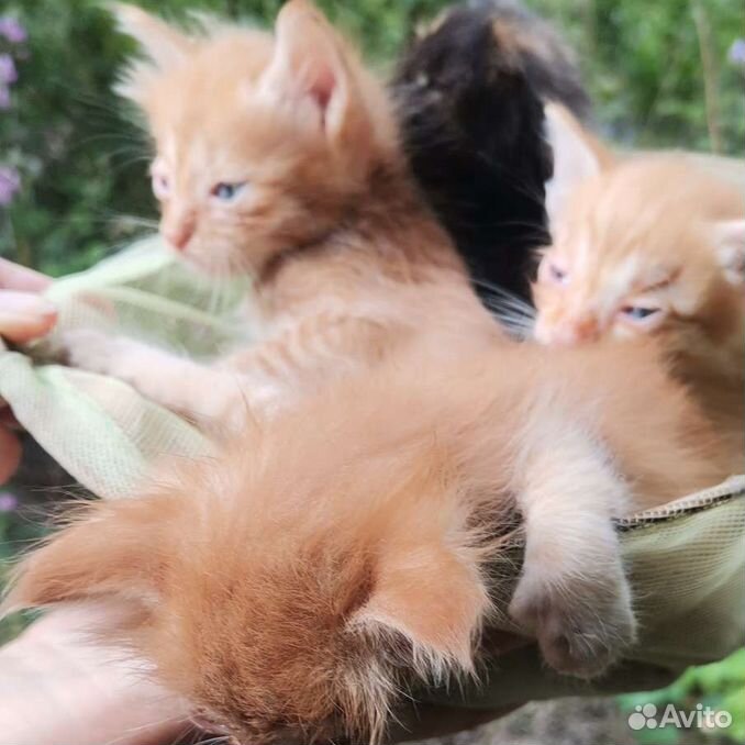 Сева, Соня, Сема, Сима ищут дом