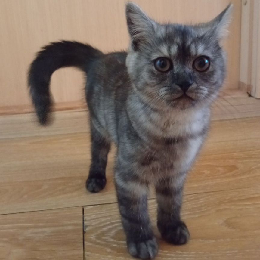 Шотландский прямоухий короткошёрстный котёнок