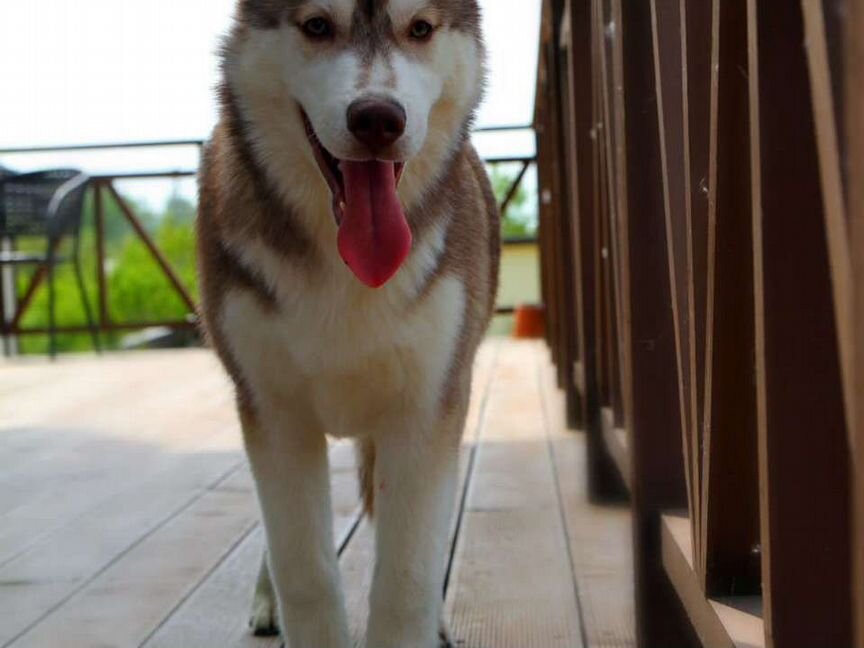 Аляскинский маламут