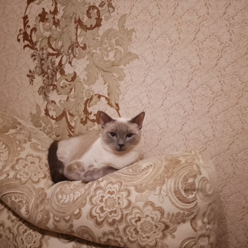 Тайская кошка в добрые руки