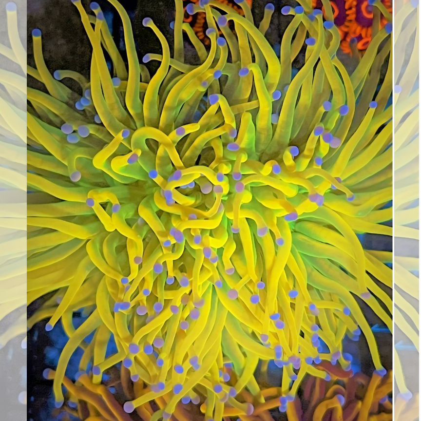 Кораллы для морского аквариума. Part viii