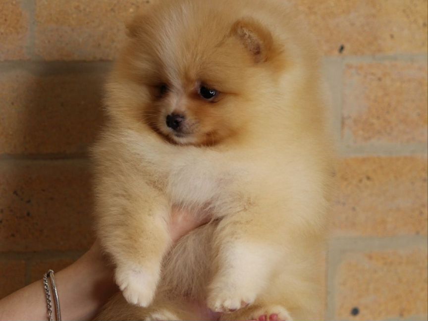 Померанский шпиц