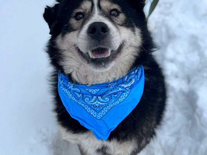 Жизнерадостной собаке очень тяжело в приюте