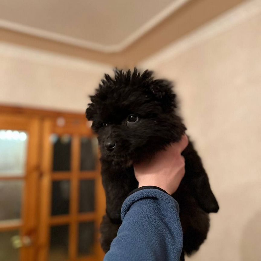 Милый щенок ищет дом