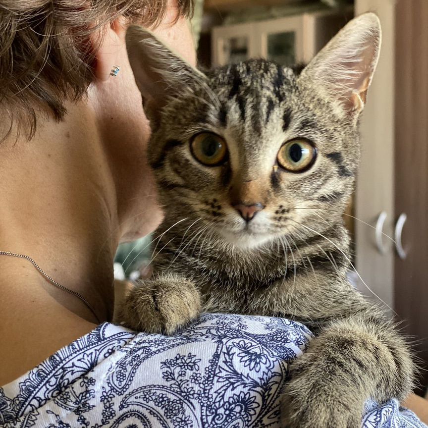 Котенок Клюква ищет дом
