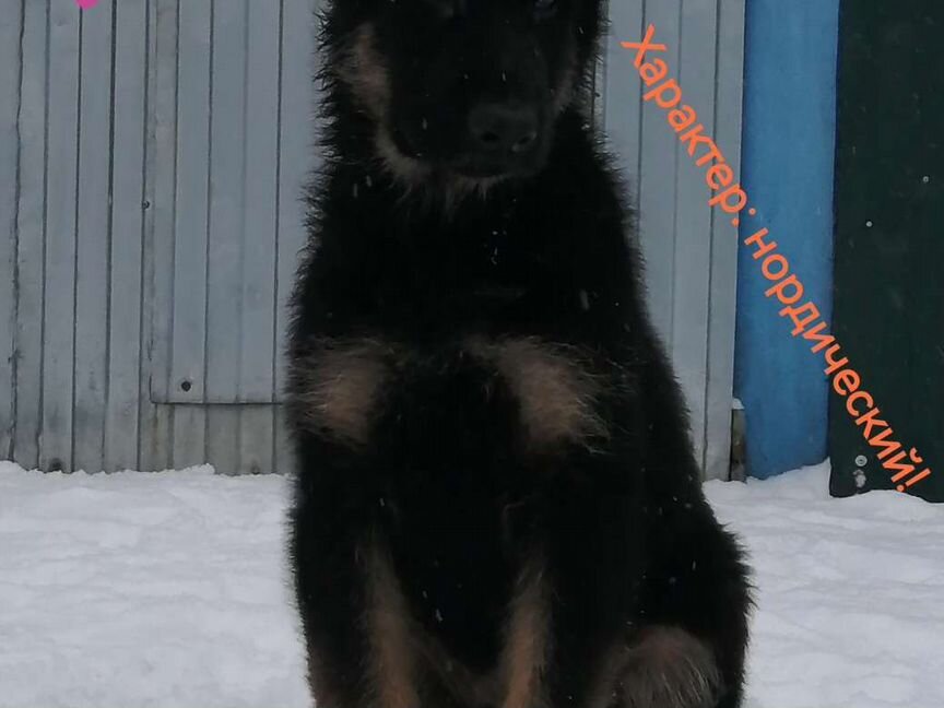 Немец, щенок, немецкая овчарка д/ш