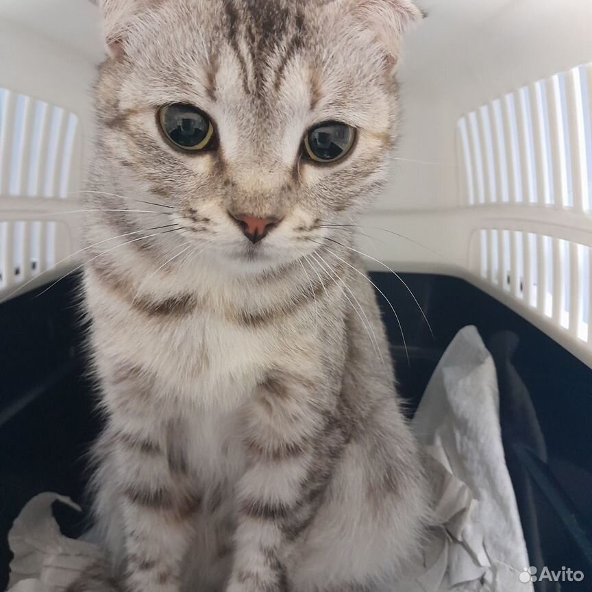 Кошечка в добрые руки