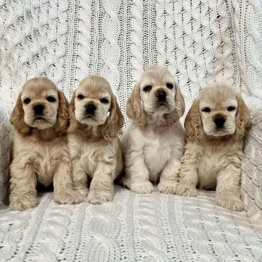 Американский кокер-спаниель, щенок