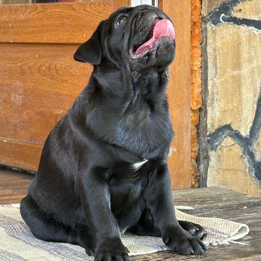 Мопс, щенок
