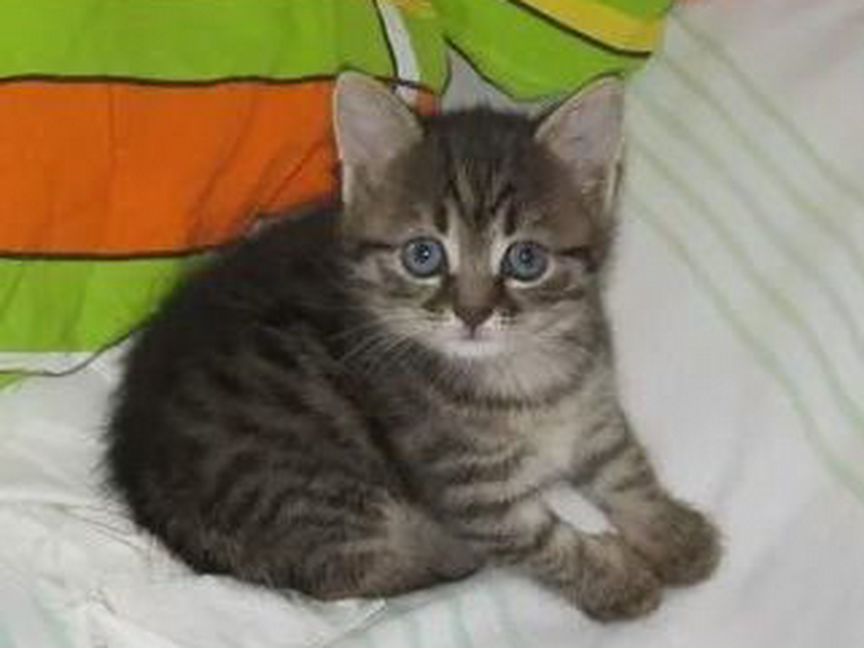 Котёнок в добрые руки