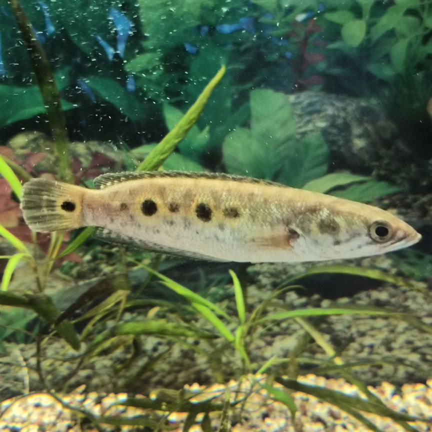 Змееголов глазчатый рыба