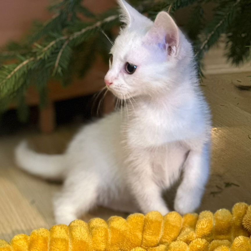 Абисснец уникального окраса