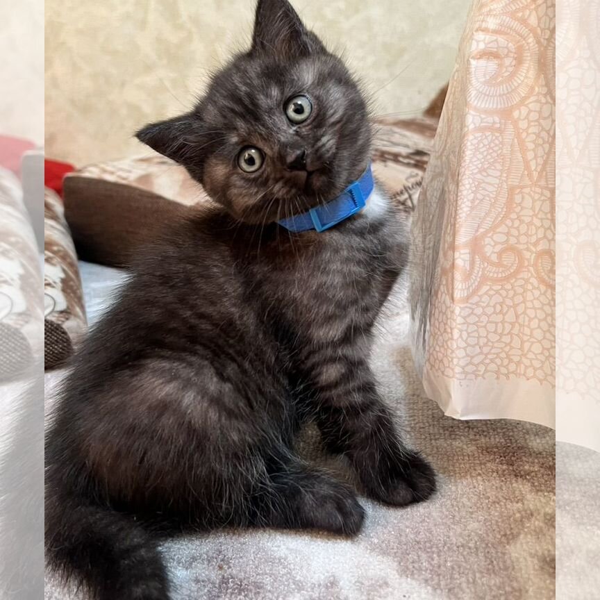Шотландский вислоухий короткошёрстный котёнок