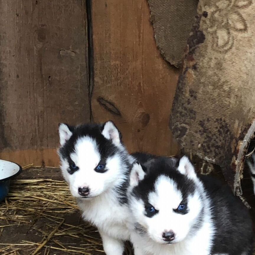 Щенки сибирской хаски мальчик