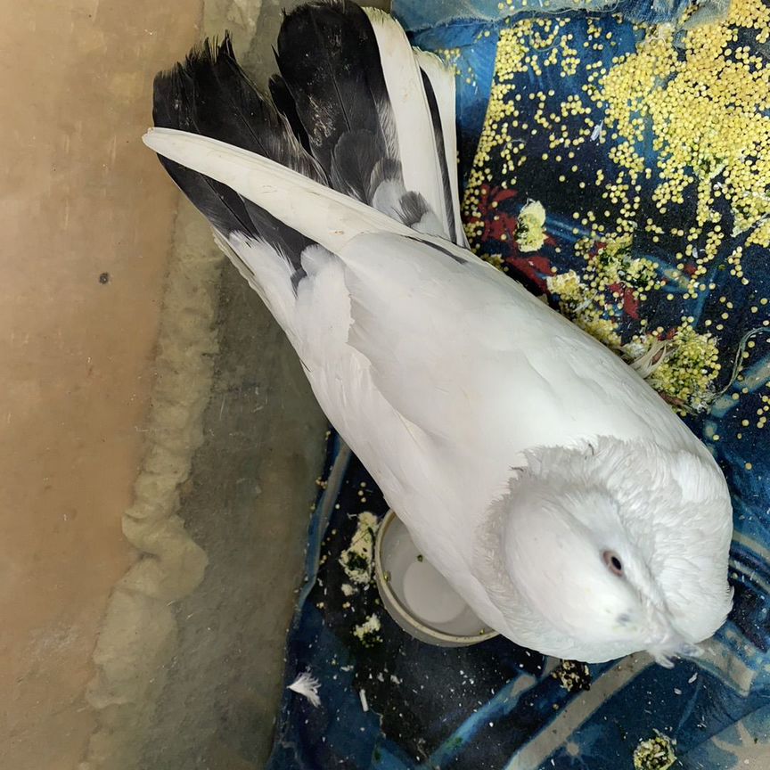 Голубь домашний