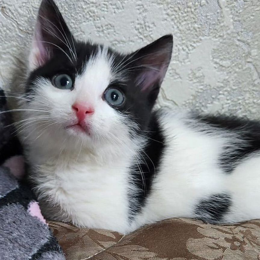 Котенок в хорошие руки