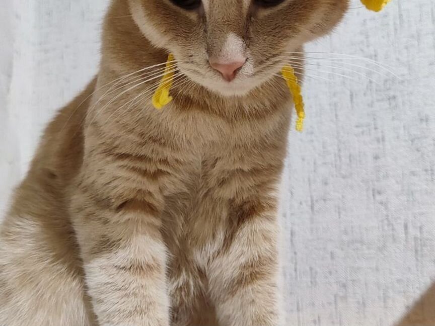 Шляпка для котика на заказ