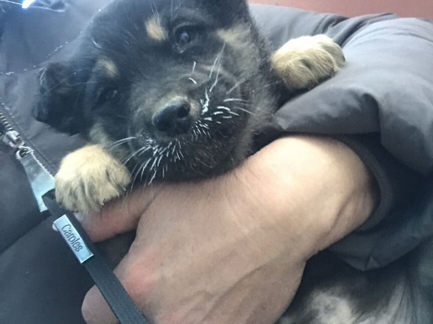 Щенок в добрые руки бесплатно