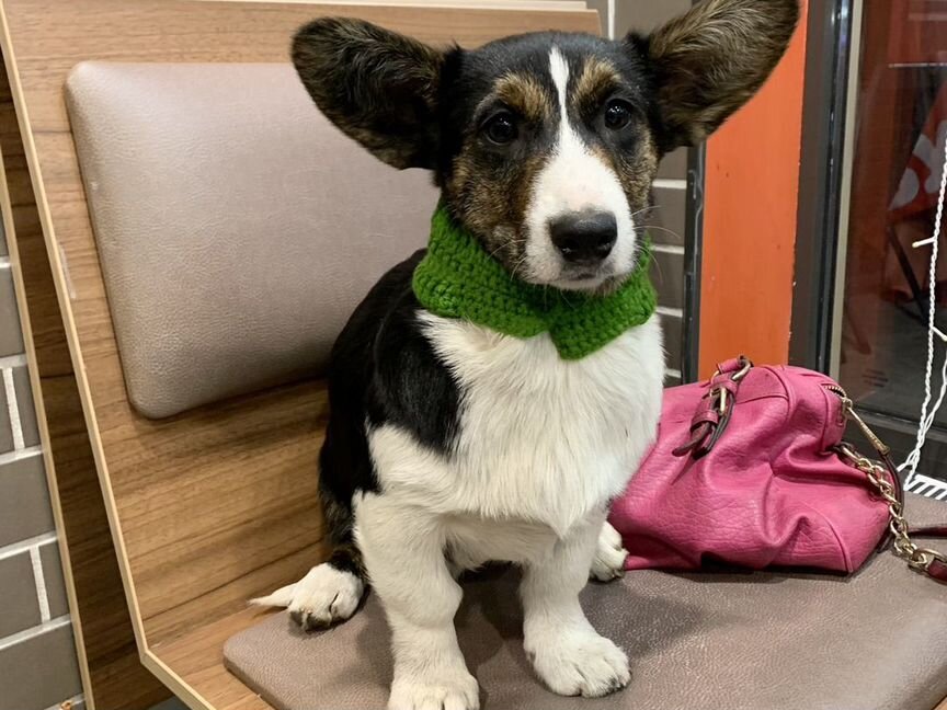 Ушастая корги Белль ждет свою семью