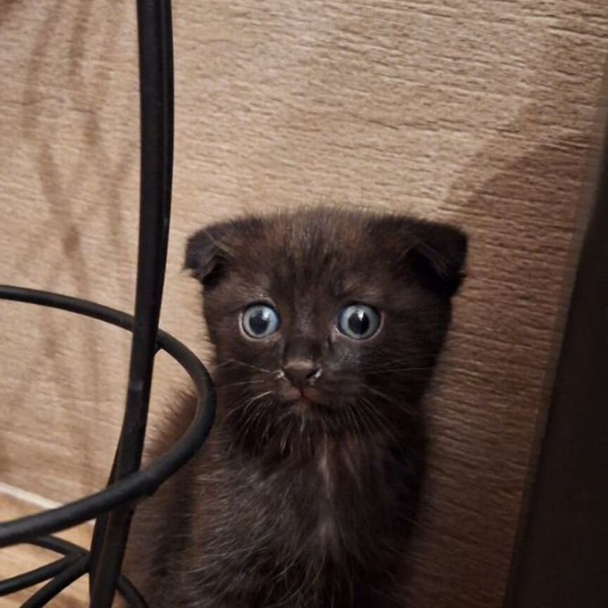 Шотландская