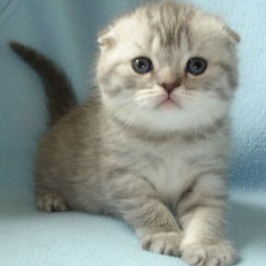Шотландский вислоухий короткошёрстный котёнок