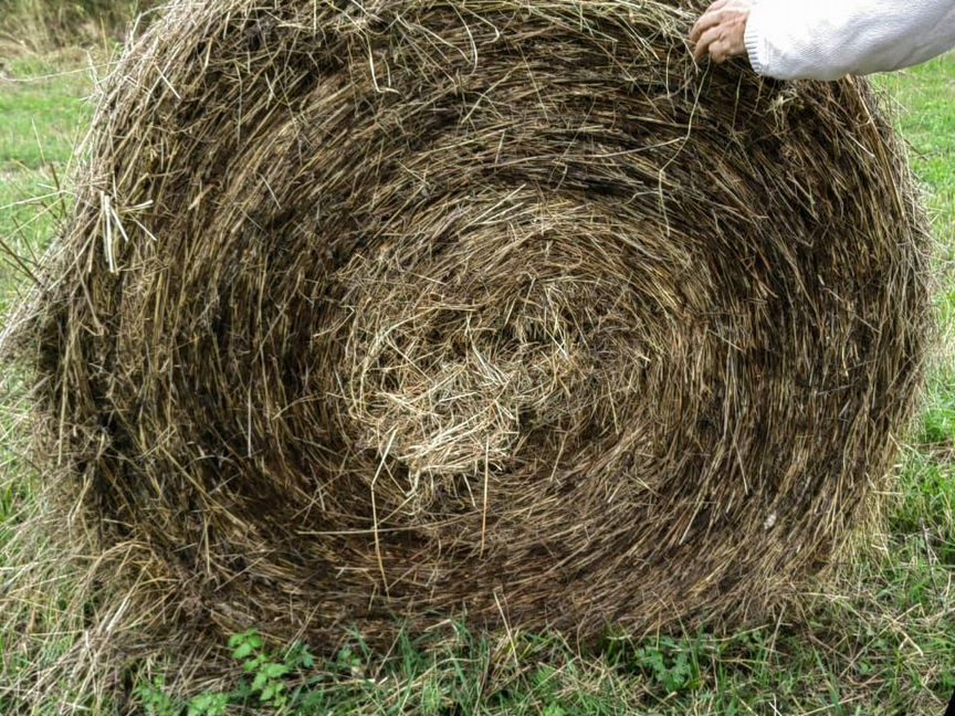 Сено в Рулонах по 300-320 кг