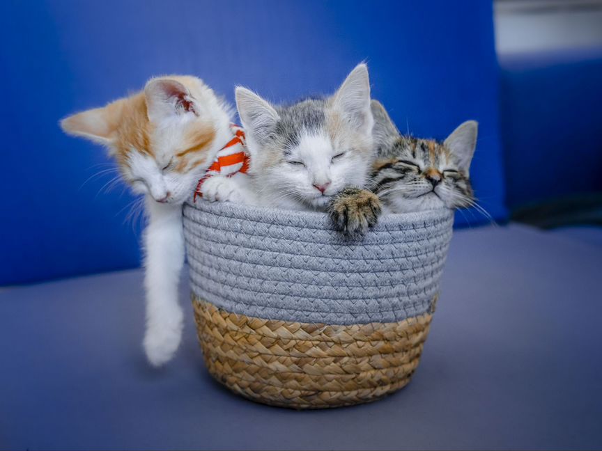 Отдам бесплатно