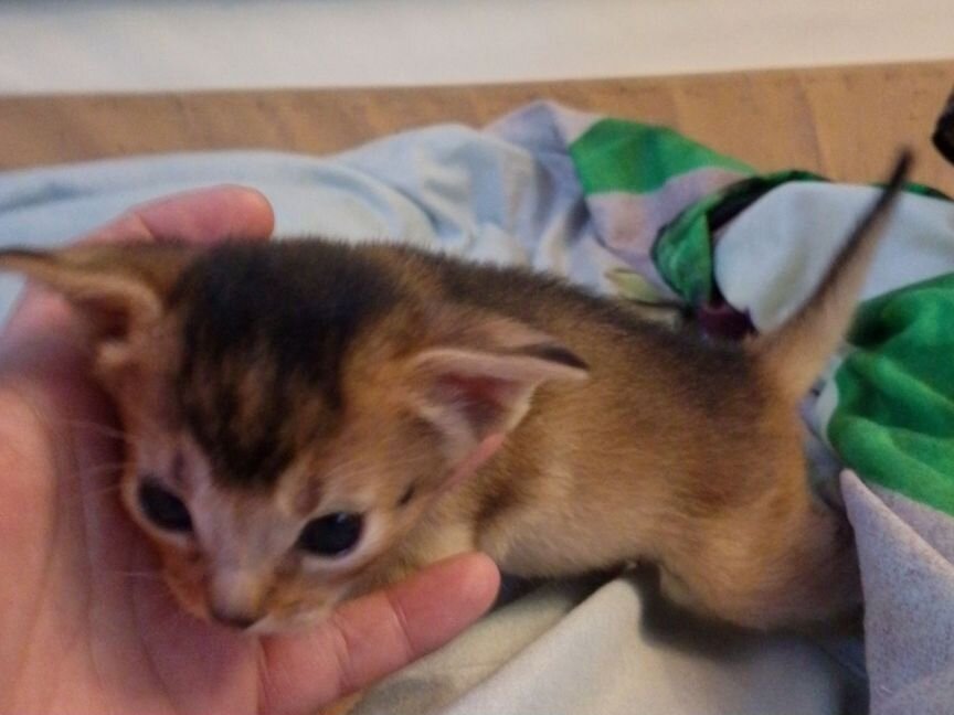 Абиссинская