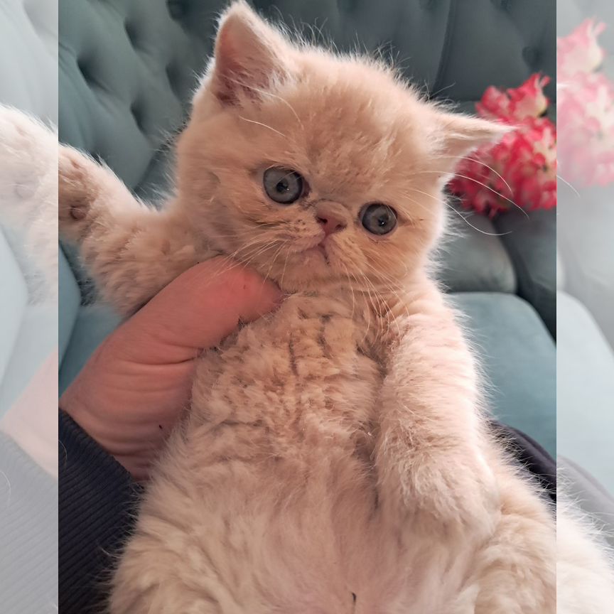 Экзотический короткошёрстный котёнок