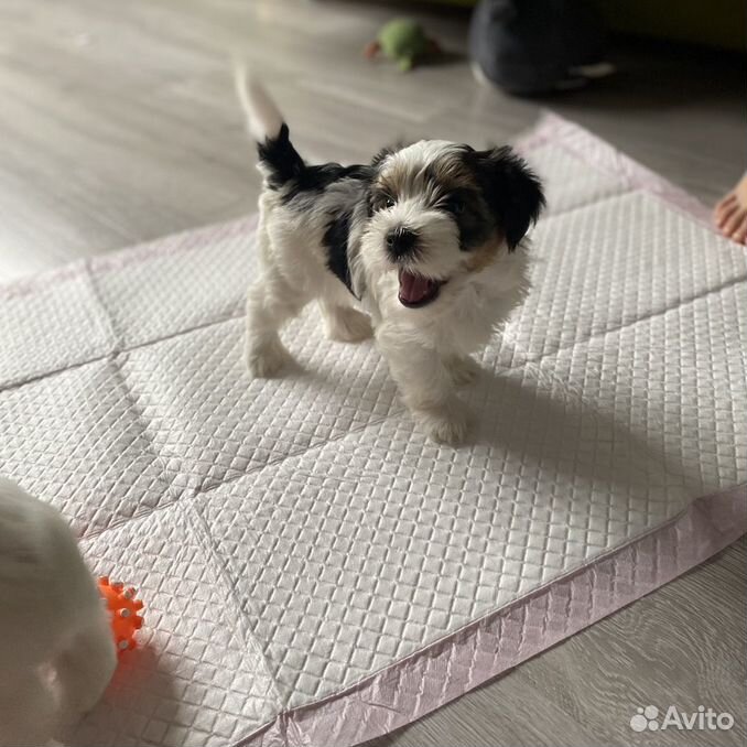 Бивер детки