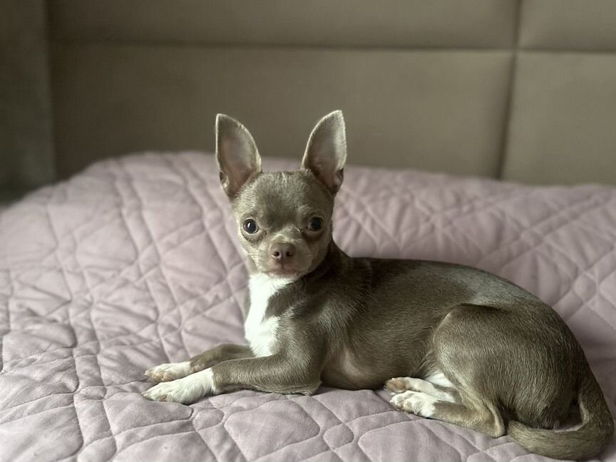 Вязка чихуахуа