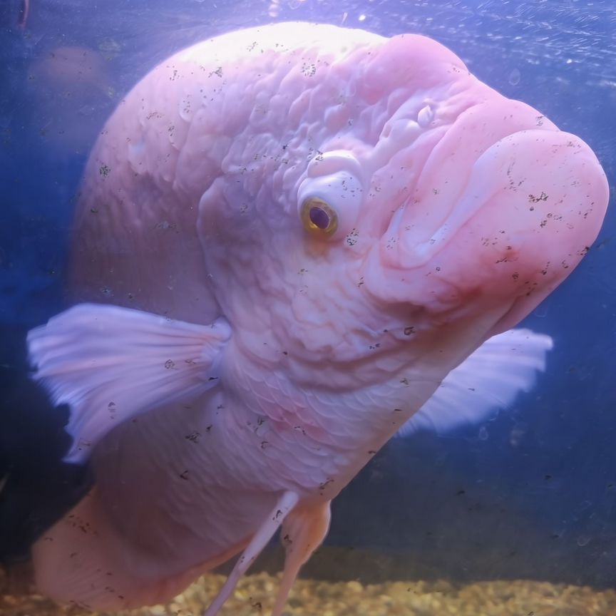 Гурами гигантский альбинос